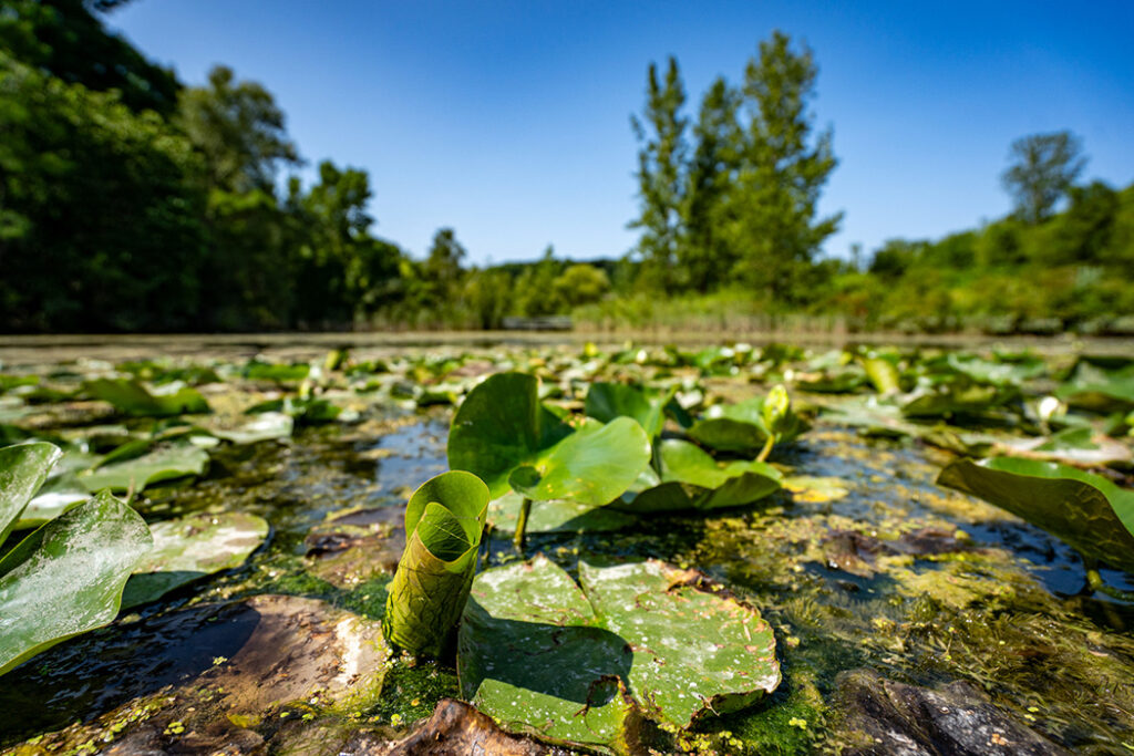 Century-Old Life Reborn In Toronto's Don River Restoration Project